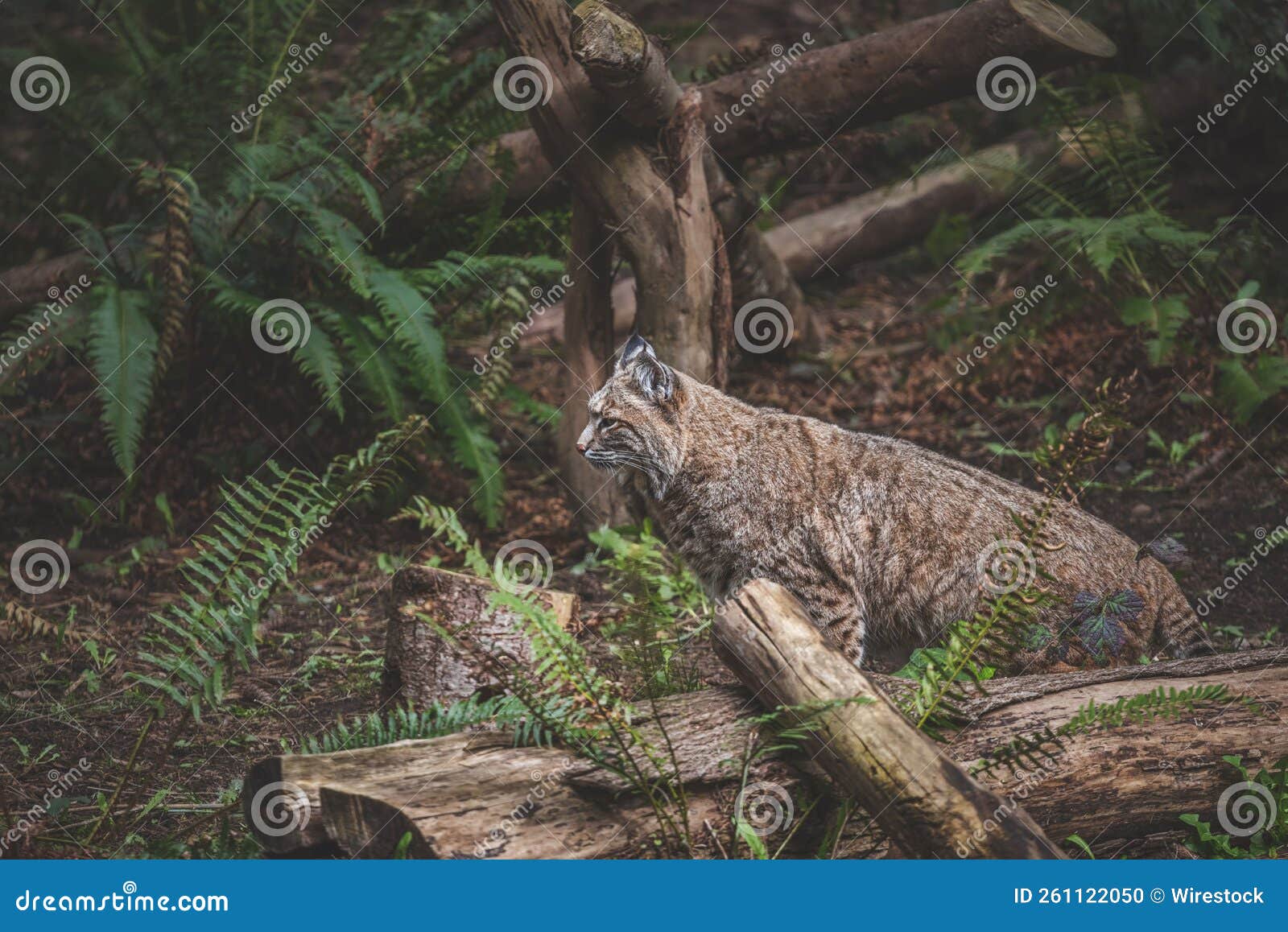 Bobcat Sitting Behind a Log Looking Left. Stock Photo - Image of forest ...