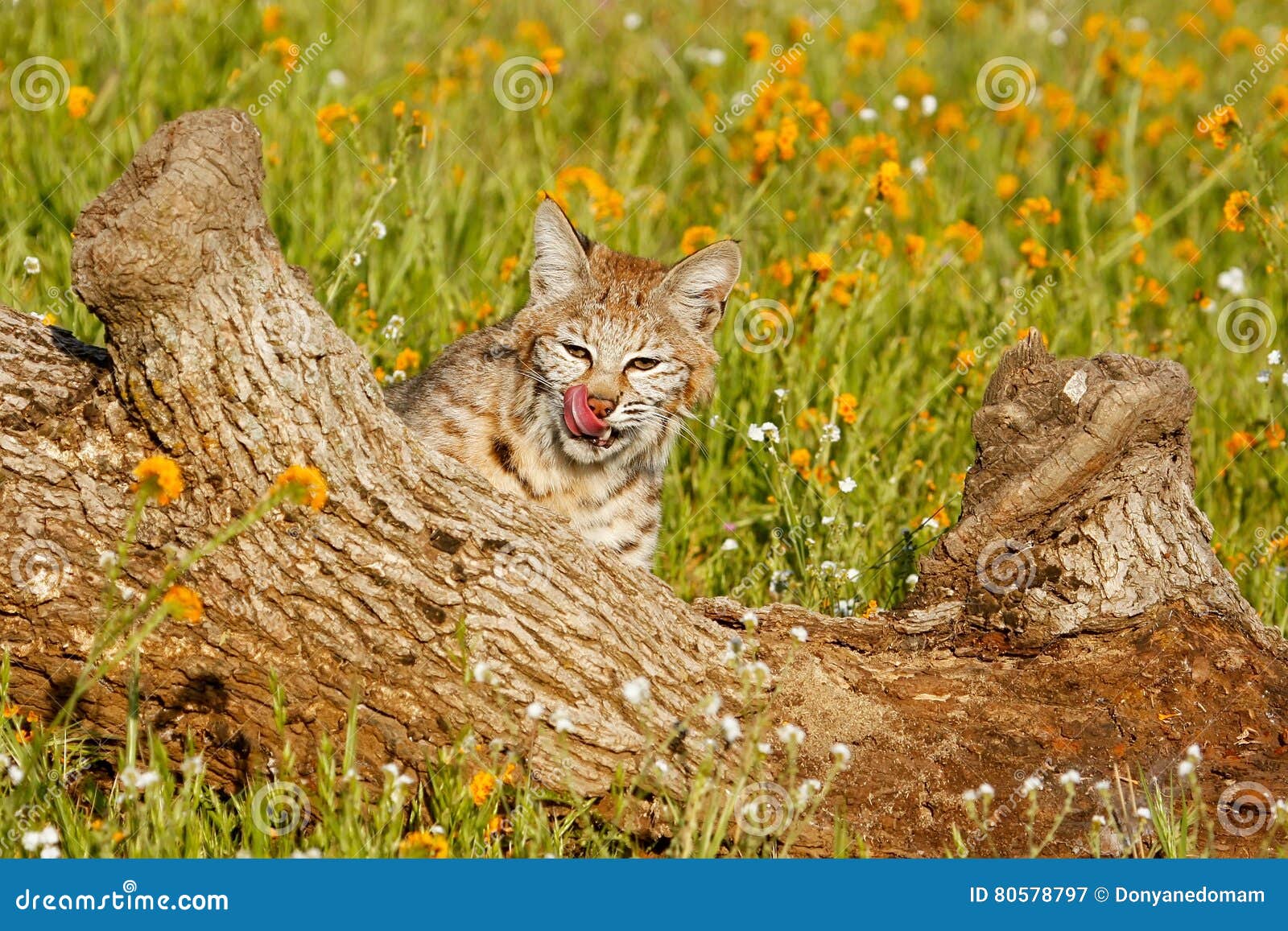 Bobcat Sitting Behind a Log Stock Image - Image of outdoors, cute: 80578797