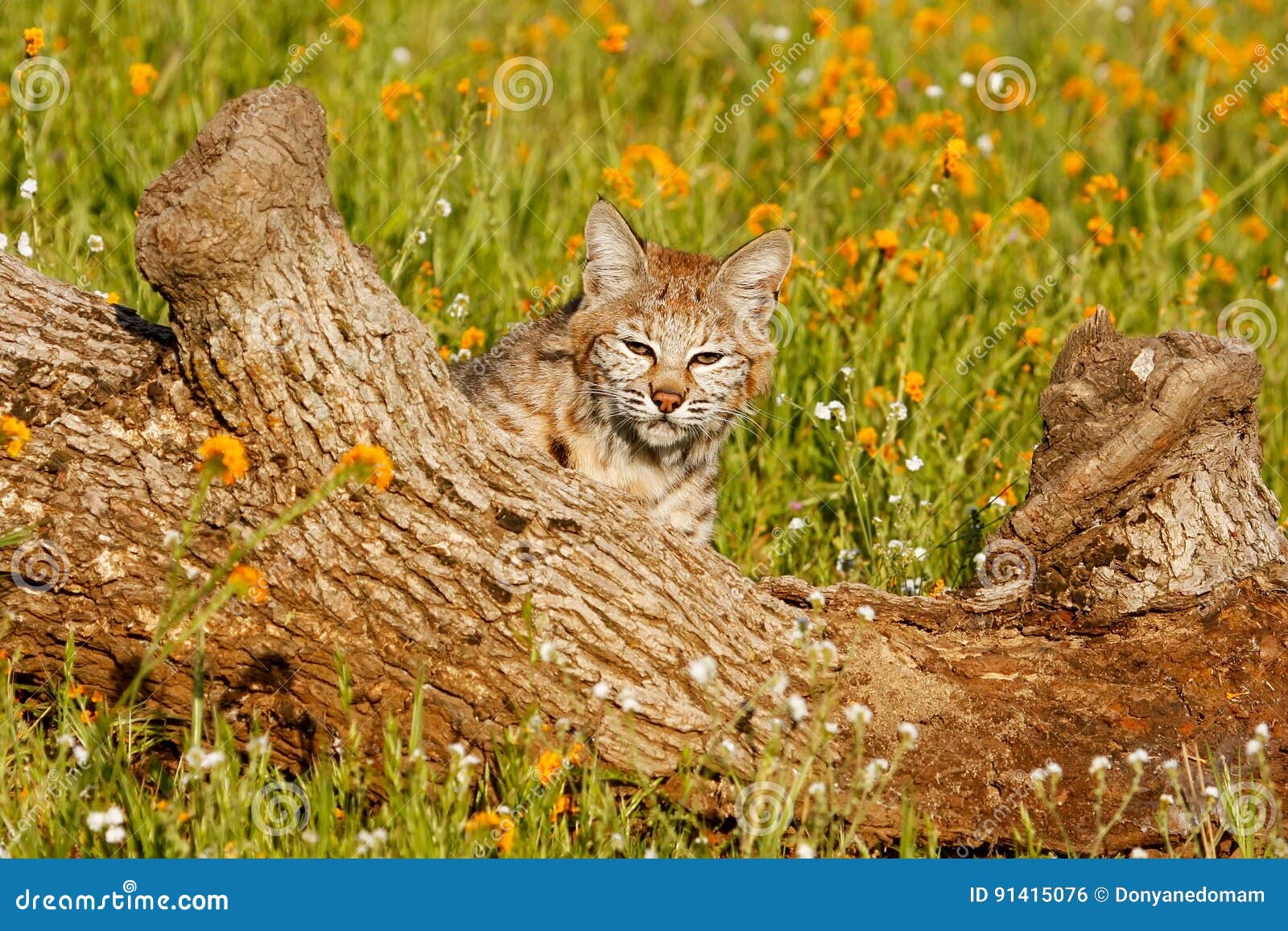 Bobcat Sitting Behind a Log Stock Photo - Image of american, north ...