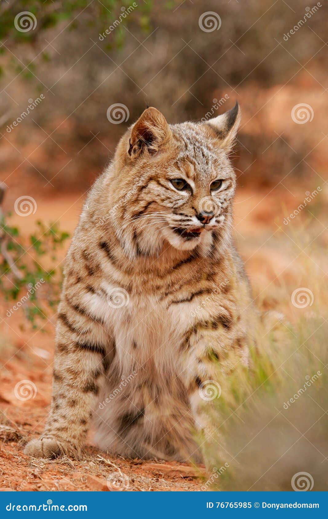 Bobcat sitting in a desert stock image. Image of resting - 76765985