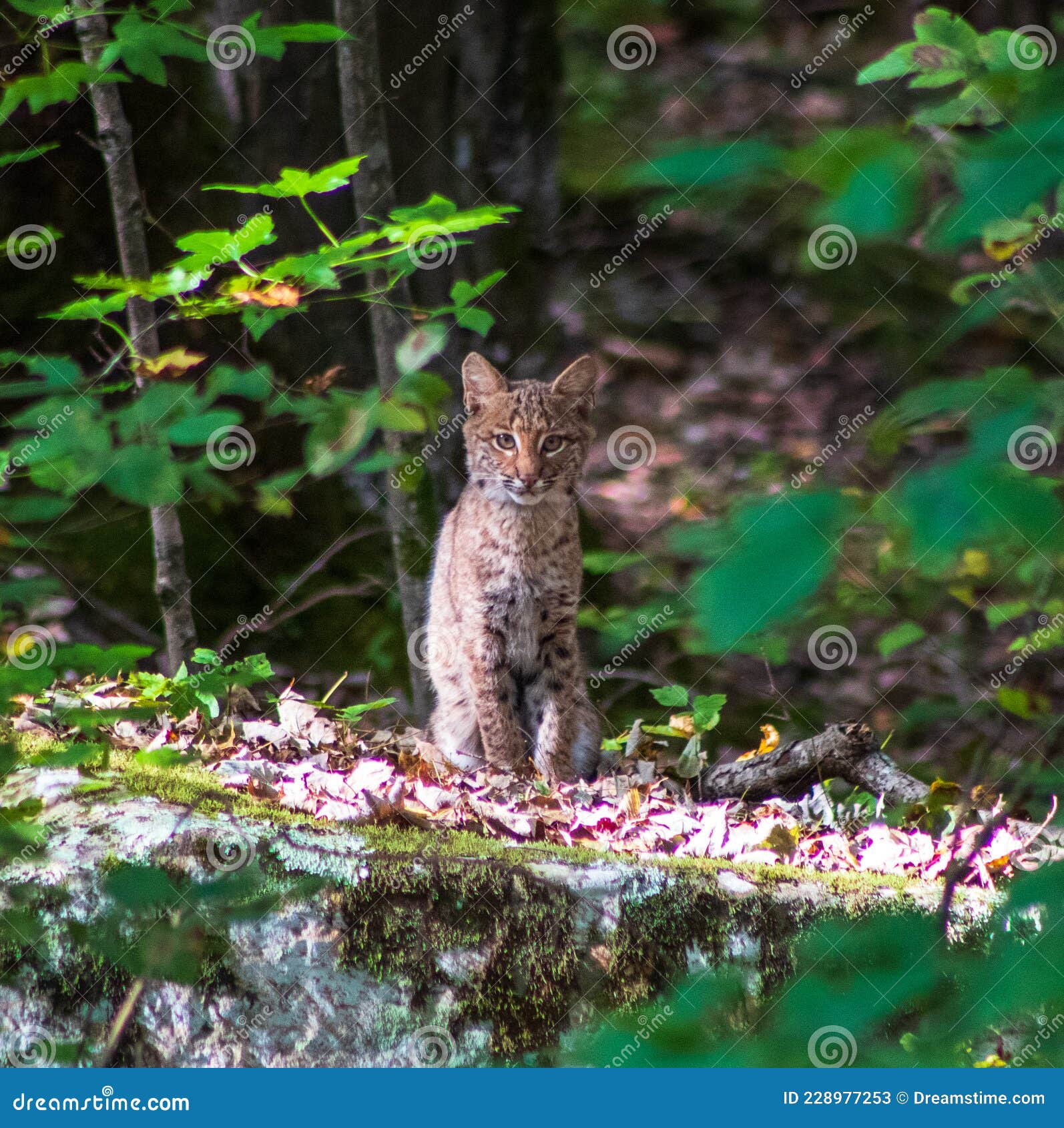 Bobcat Sitting in the Forest Stock Image - Image of sitting, wildlife ...
