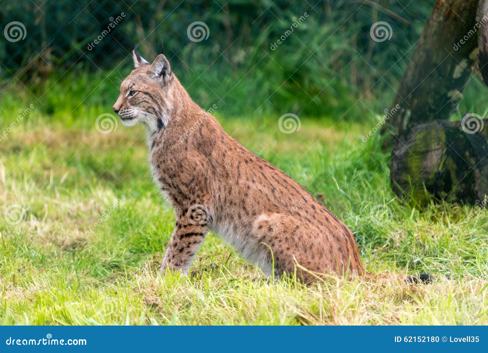 Bobcat sitting stock photo. Image of environment, asian - 62152180