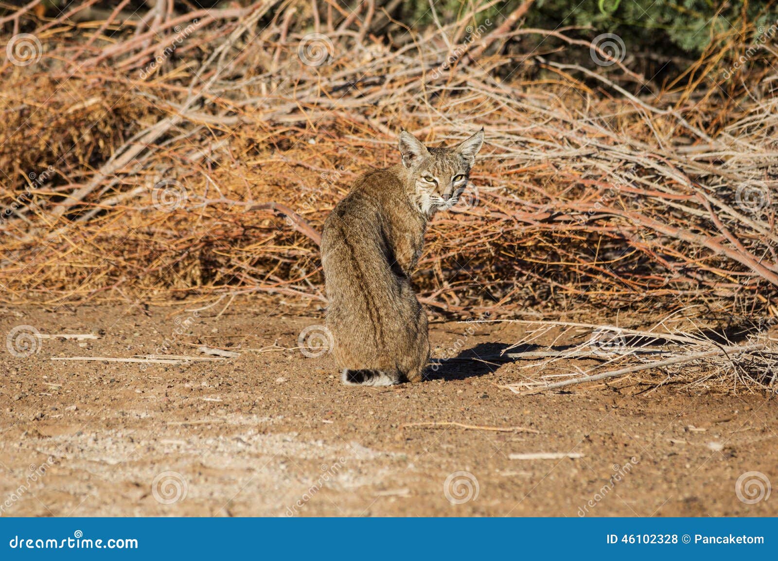 Bobcat stock photo. Image of bobcat, wild, lynx, rufus - 46102328