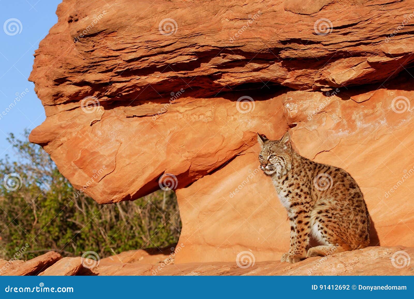 Bobcat Sitting on Red Rocks Stock Photo - Image of spotted, nature ...