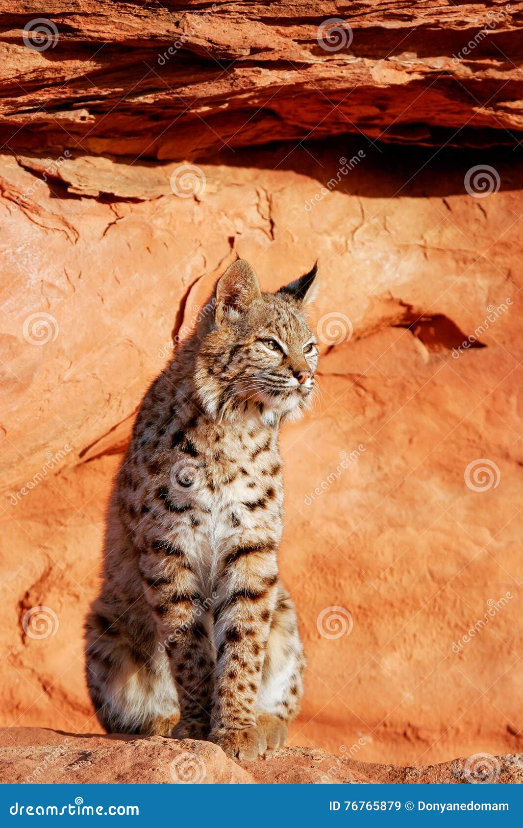 Bobcat Sitting on Red Rocks Stock Image - Image of species, animal ...