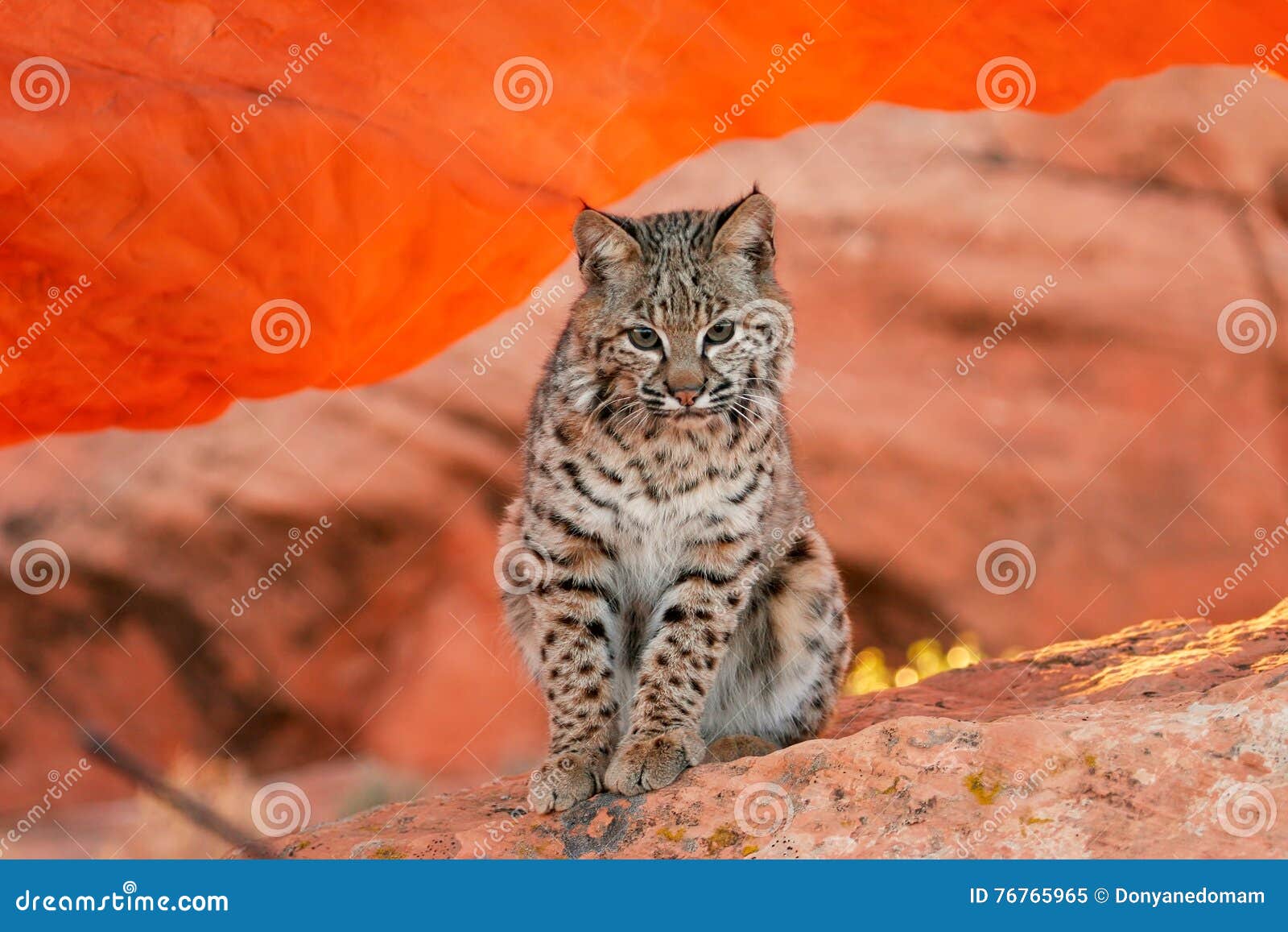 Bobcat Sitting on Red Rocks Stock Image - Image of species, nature ...