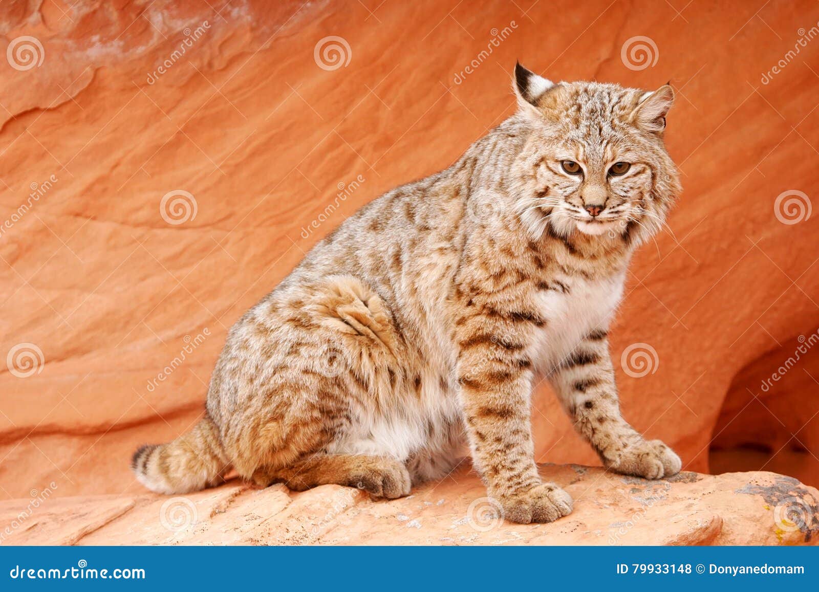 Bobcat Sitting on Red Rocks Stock Photo - Image of america, nature ...