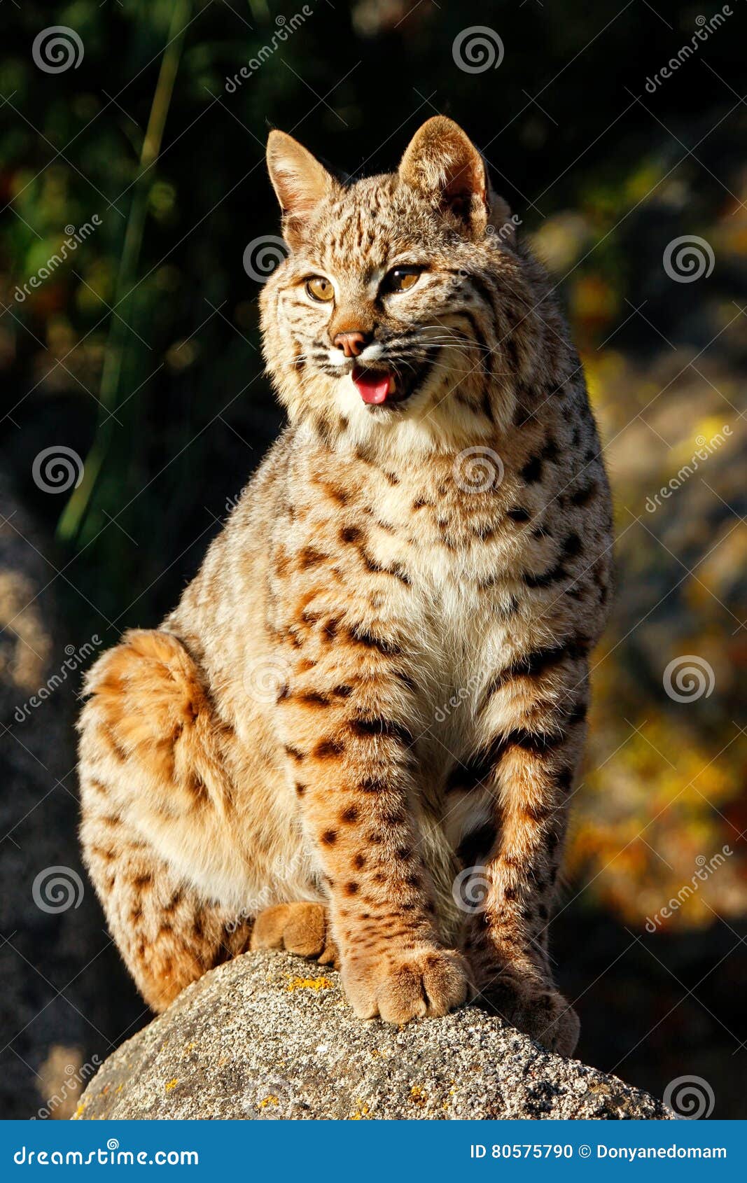 Bobcat sitting on a rock stock photo. Image of species - 80575790