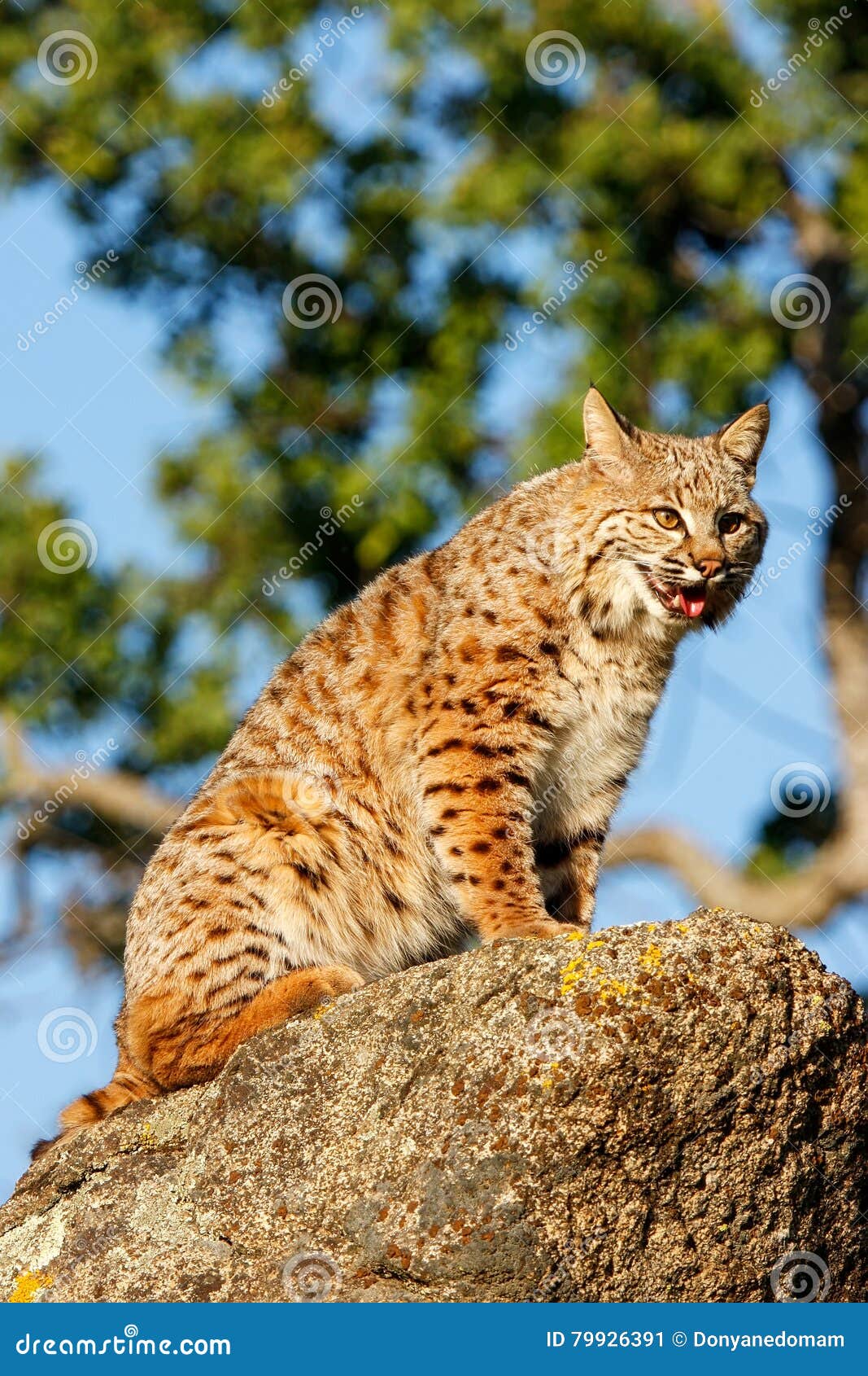 Bobcat sitting on a rock stock image. Image of resting - 79926391