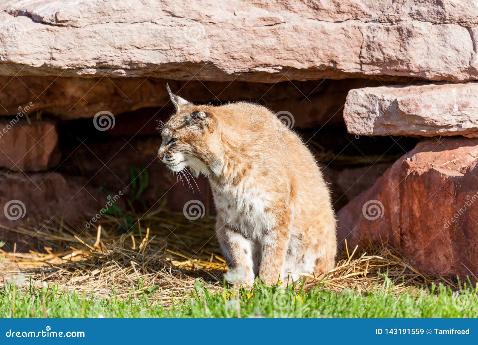 Bobcat Sitting in the Sun stock image. Image of dakota - 143191559