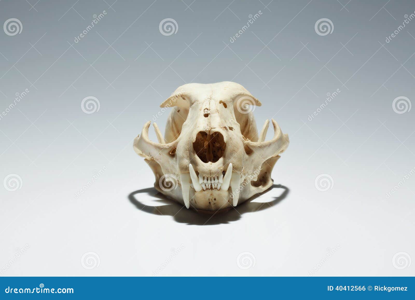 Bobcat Skull On Gradient White Stock Photo - Image of head, predator ...