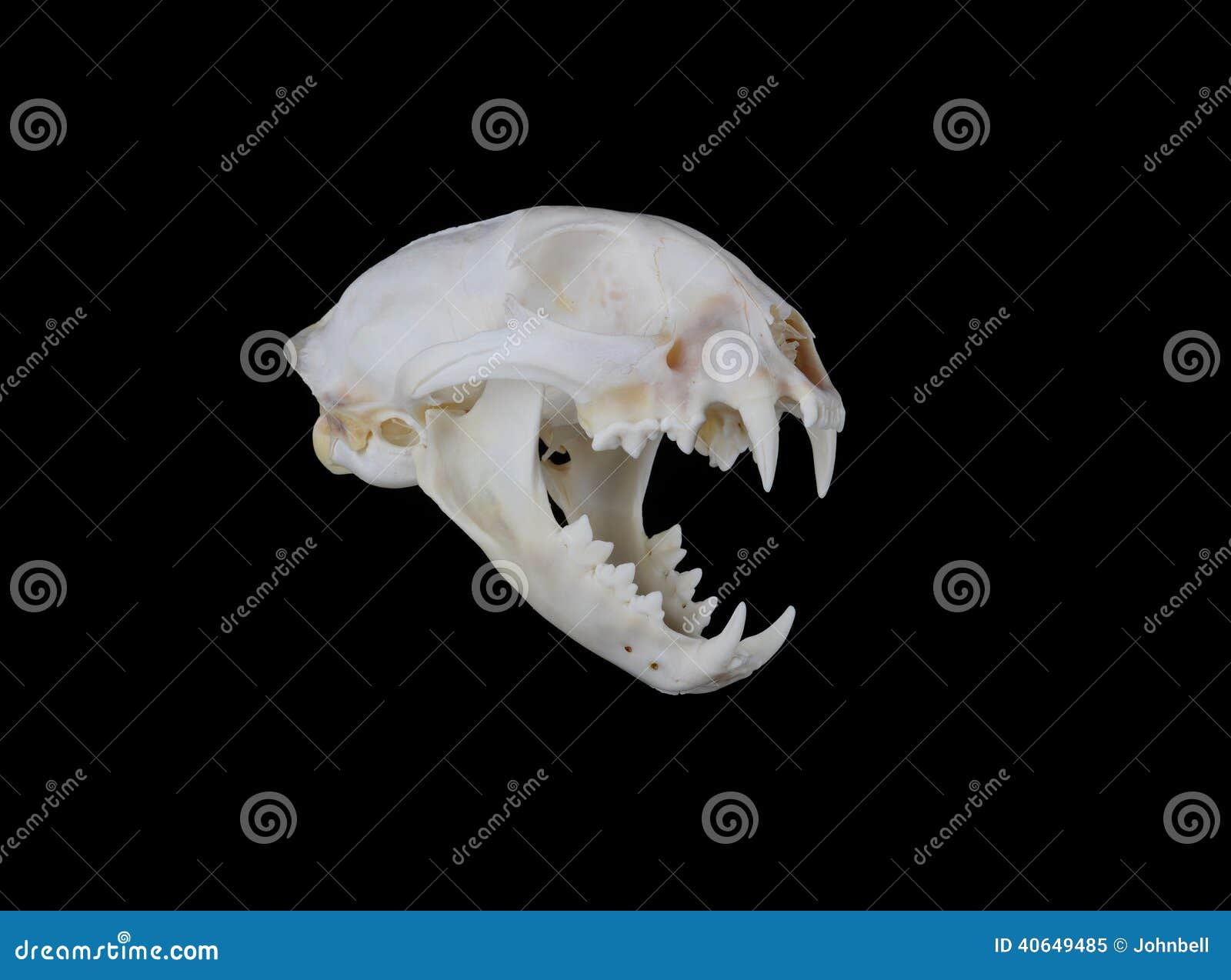 Bobcat Skull stock image. Image of physiology, structure - 40649485