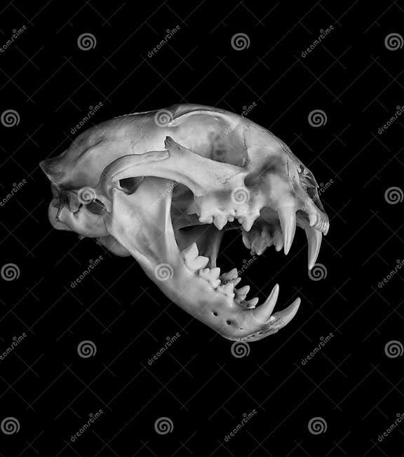 Bobcat Skull stock image. Image of flesh, bobcat, decompose - 40649517
