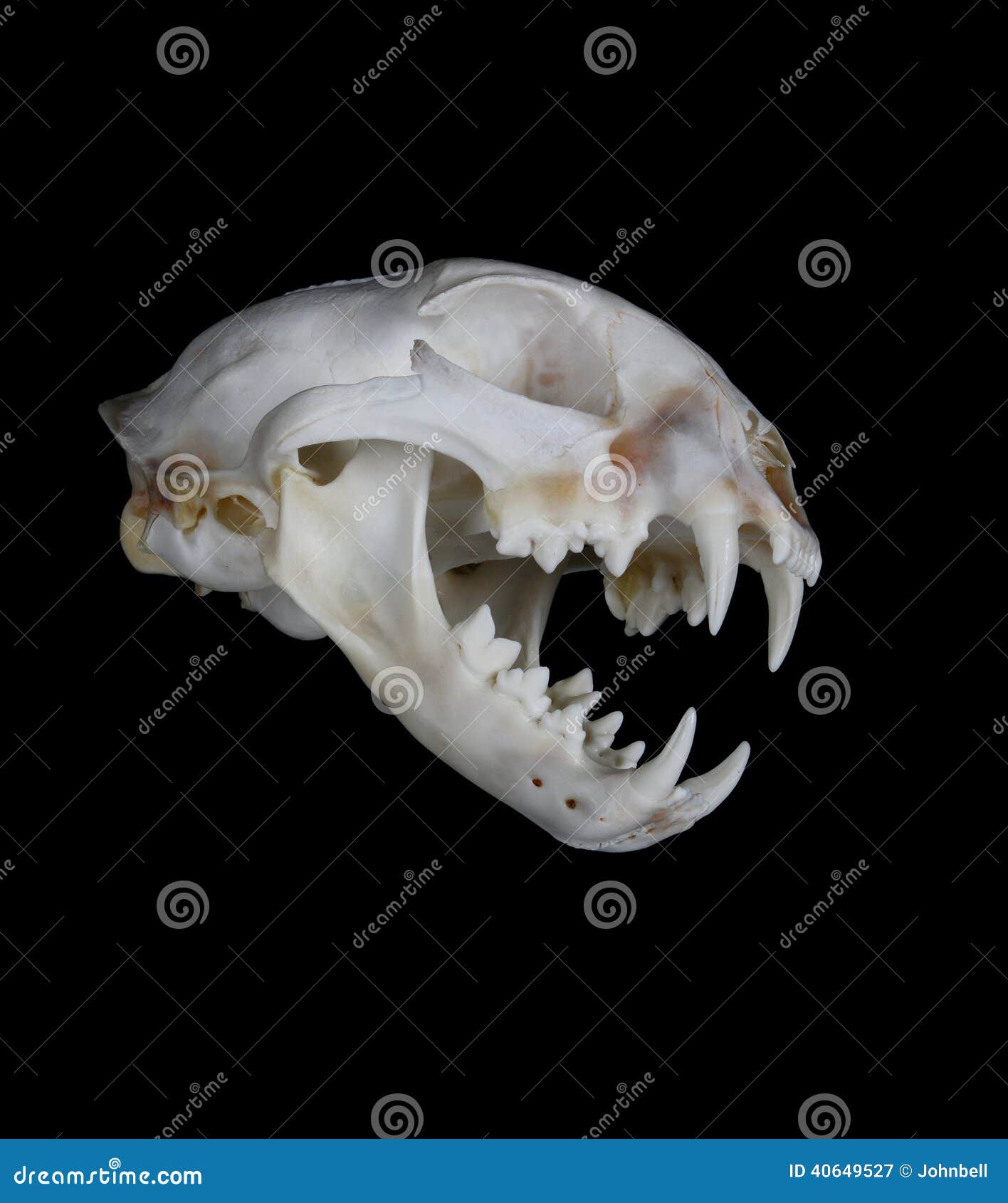 Bobcat Skull stock image. Image of skull, face, skeleton - 40649527