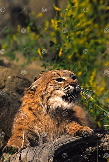 Bobcat Snarling stock image. Image of snarl, wildlife - 10542143
