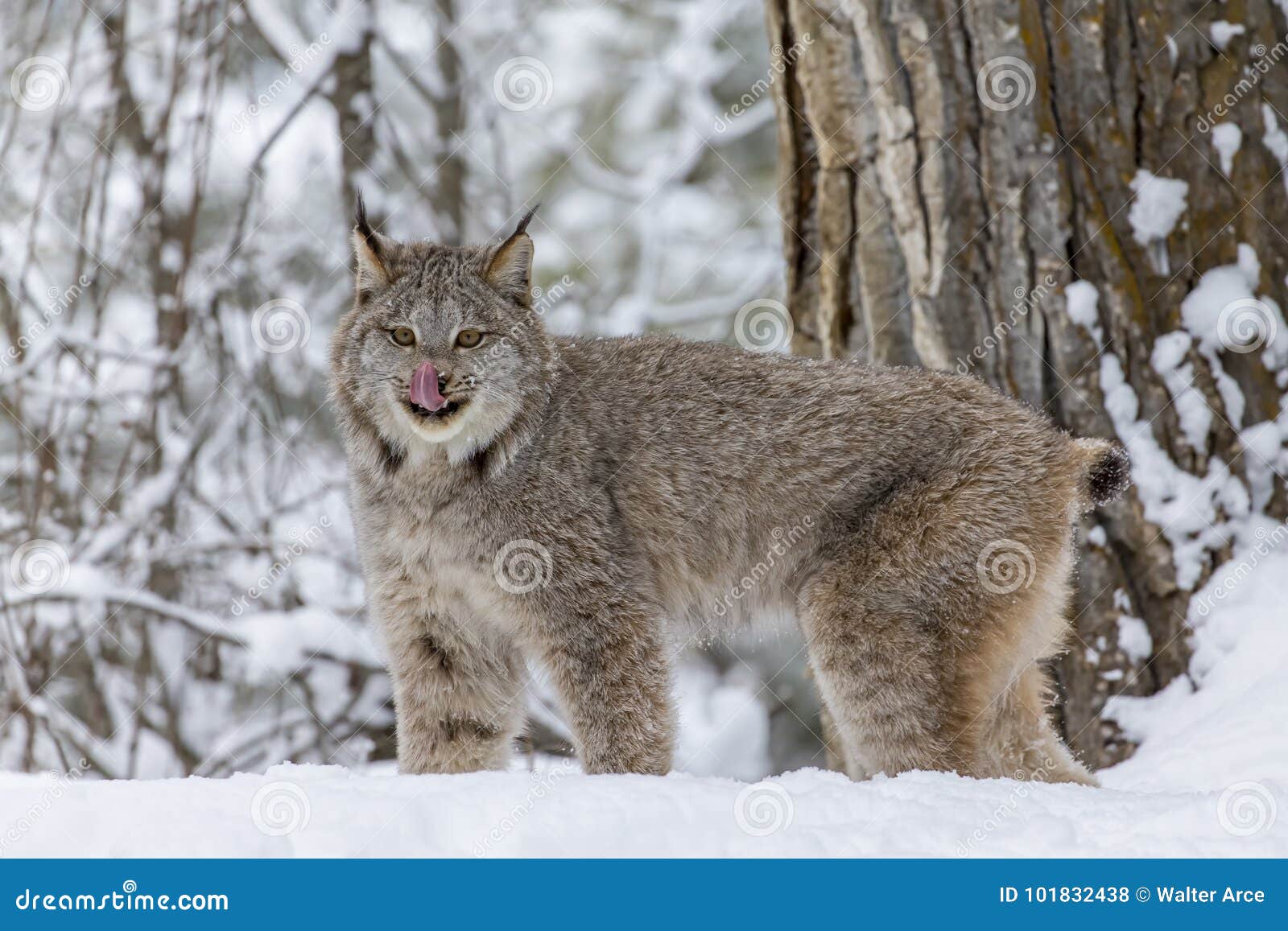 Bobcat In The Snow foto de archivo. Imagen de peludo - 101832438