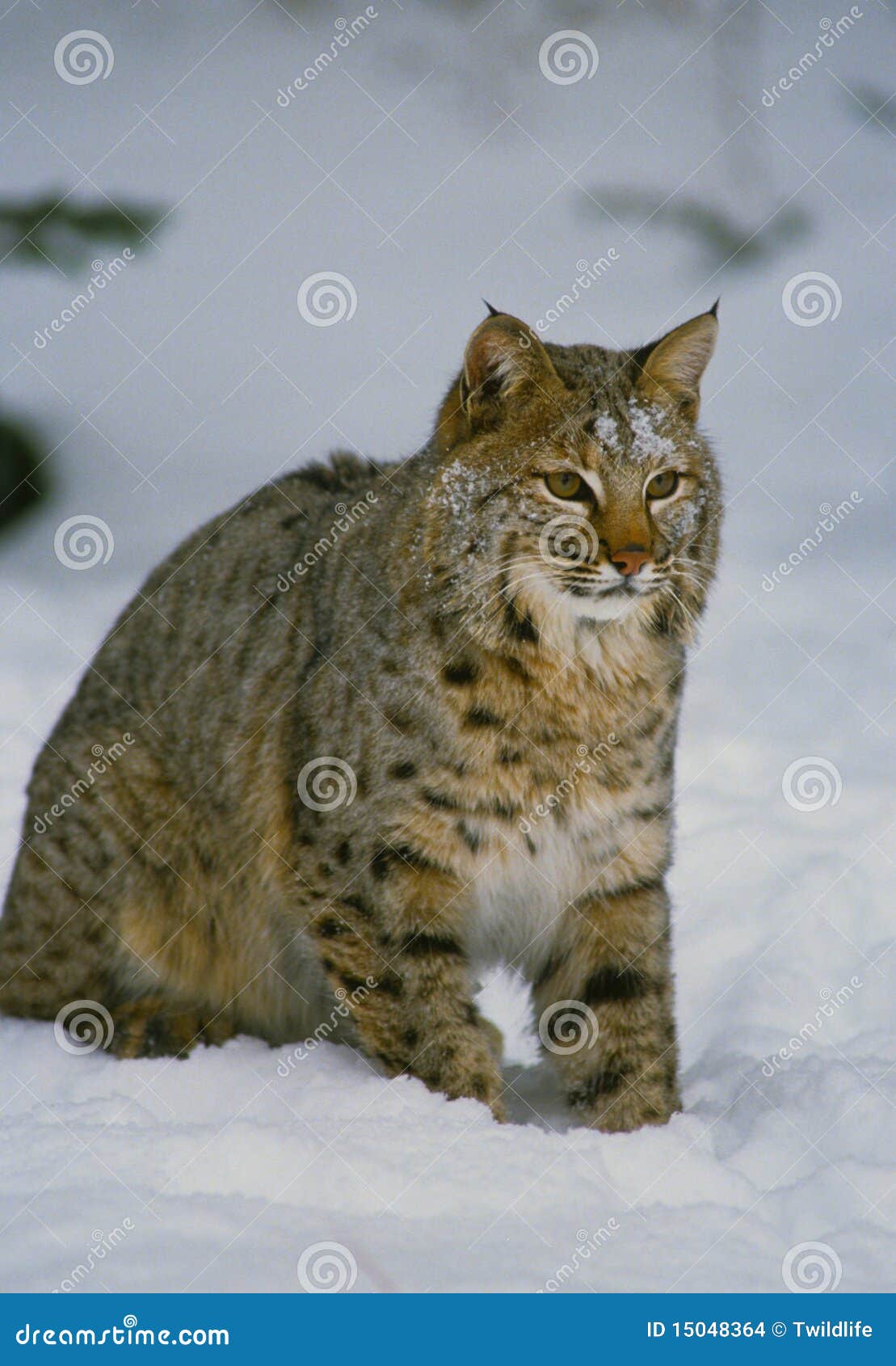 Bobcat in Snow stock photo. Image of nature, outdoors - 15048364