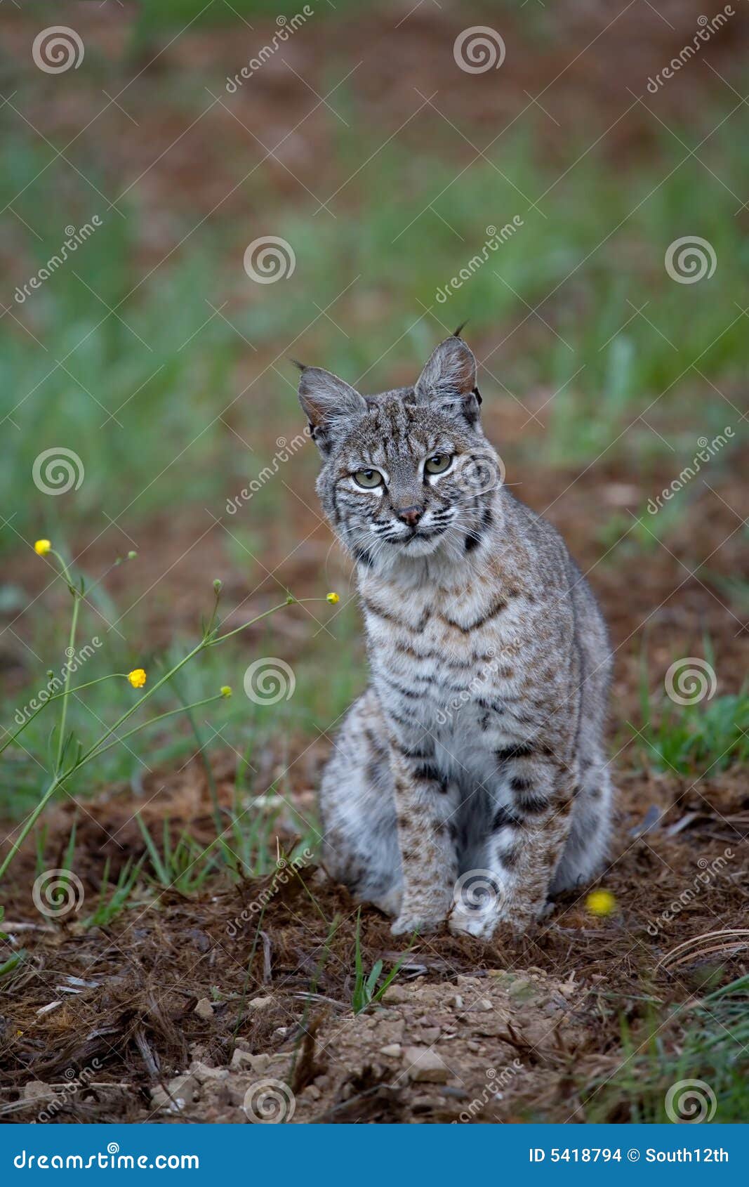 Bobcat in Spring stock photo. Image of endangered, feline - 5418794