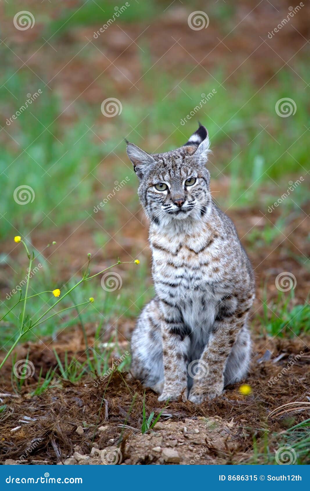 Bobcat in Spring stock image. Image of mammal, spotted - 8686315