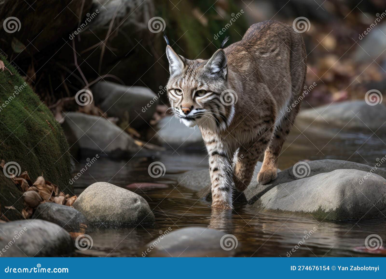 A Bobcat Stalking Prey Near a Mountain Stream. Generative AI Stock ...