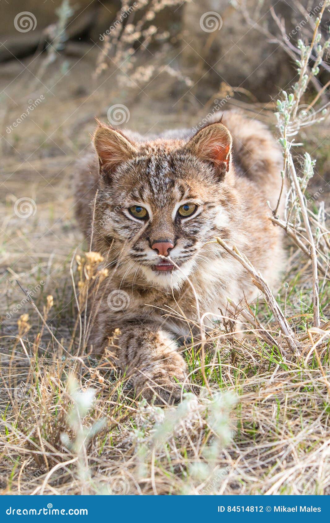 Bobcat stalking on prey stock photo. Image of mammal - 84514812