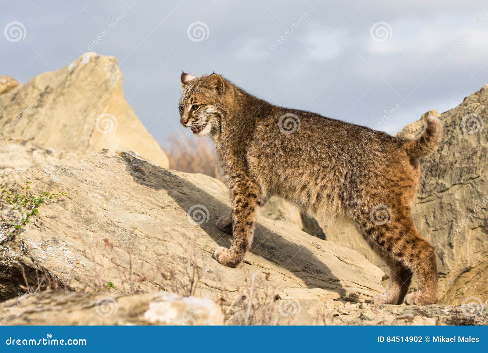 Bobcat standing broadside stock photo. Image of blurred - 84514902