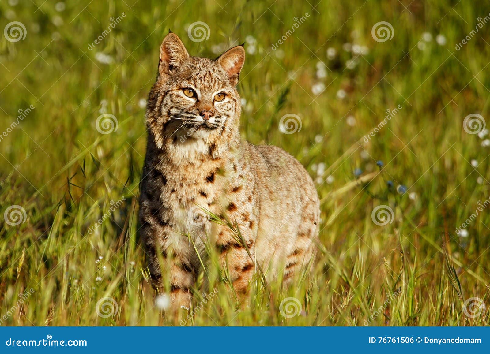 Bobcat Standing in a Grass with Flowers Stock Photo - Image of rufus ...