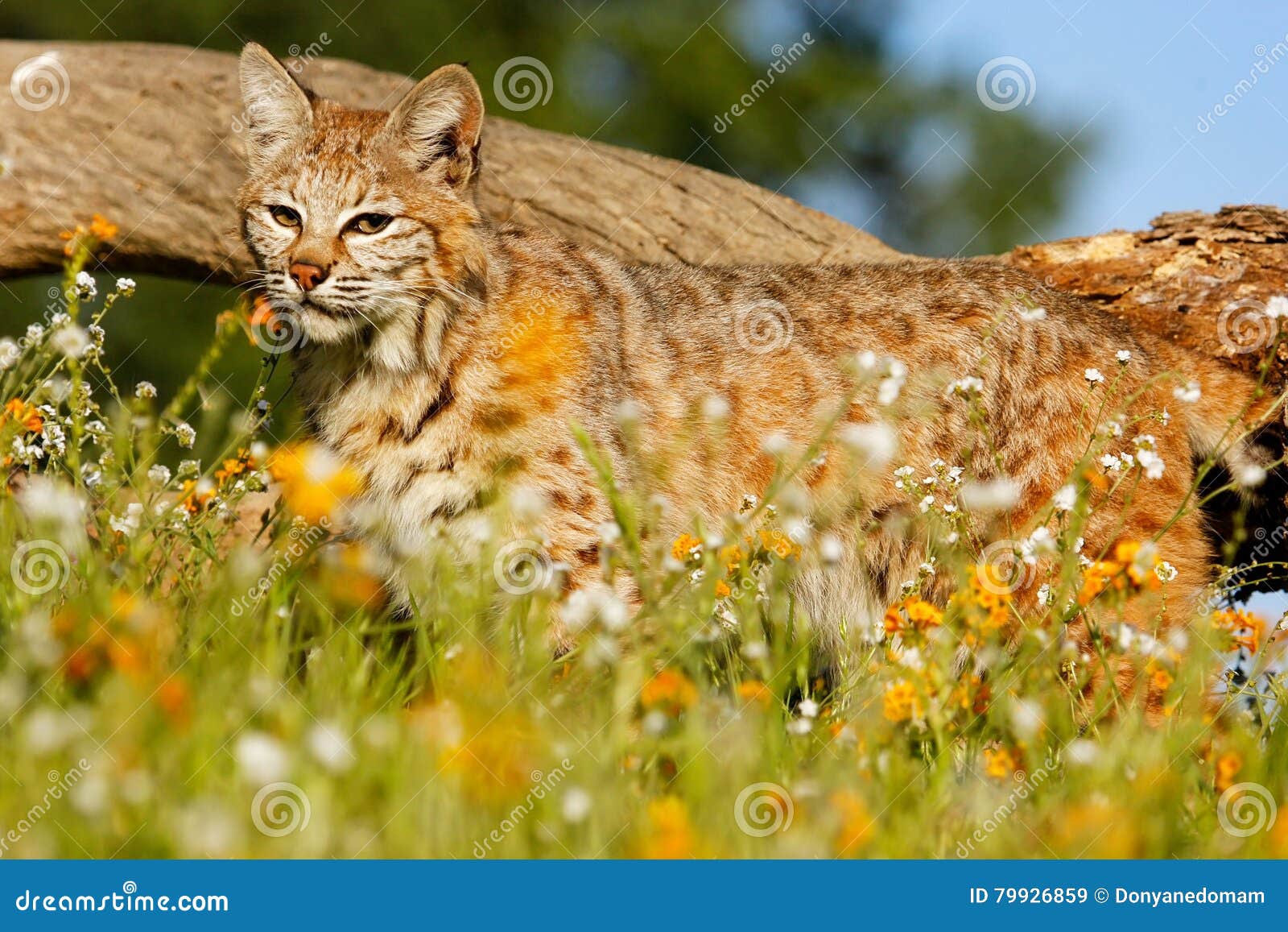 Bobcat Standing in a Grass with Flowers Stock Image - Image of outdoors ...