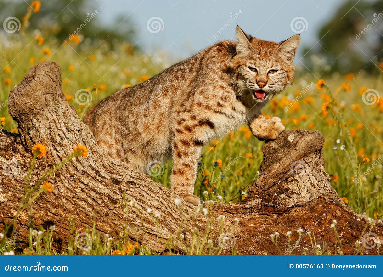 Bobcat standing on a log stock image. Image of grass - 80576163
