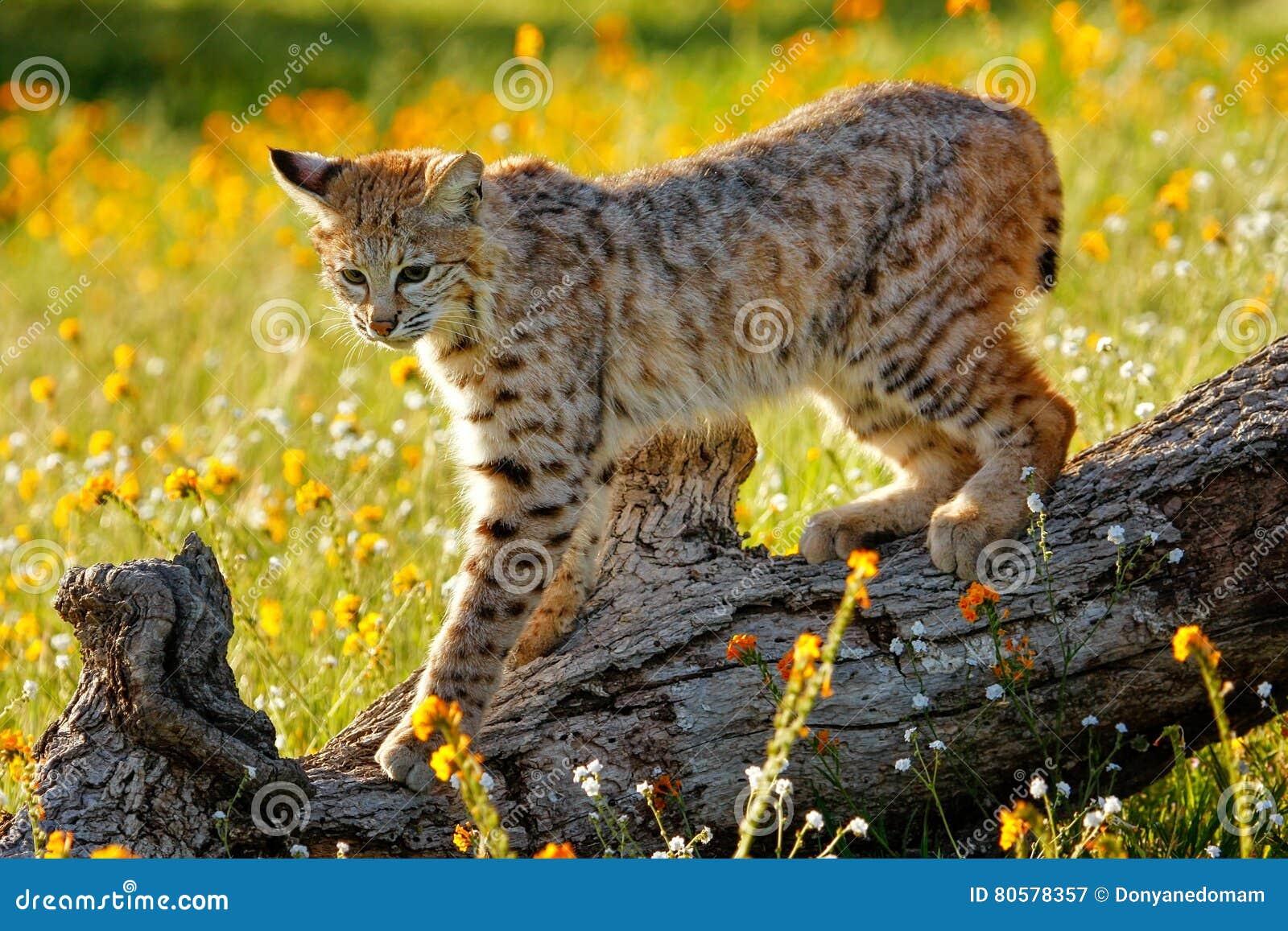Bobcat standing on a log stock image. Image of tree, adult - 80578357