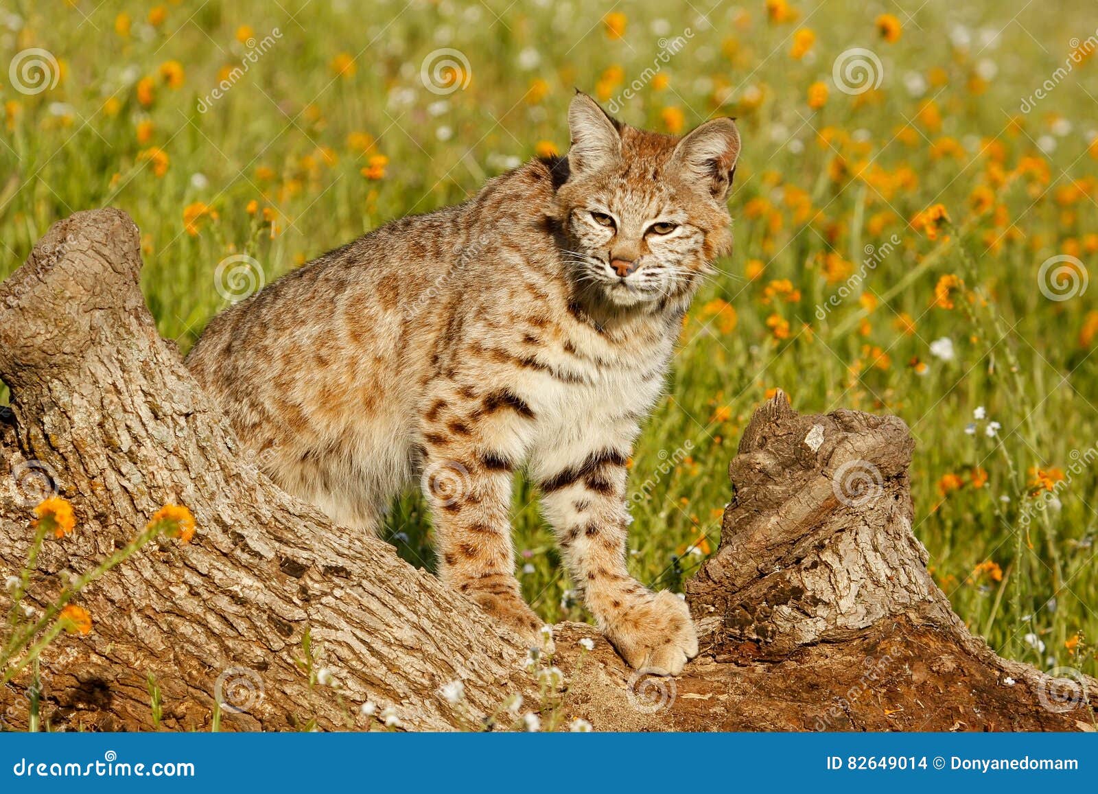 Bobcat standing on a log stock photo. Image of bobcat - 82649014