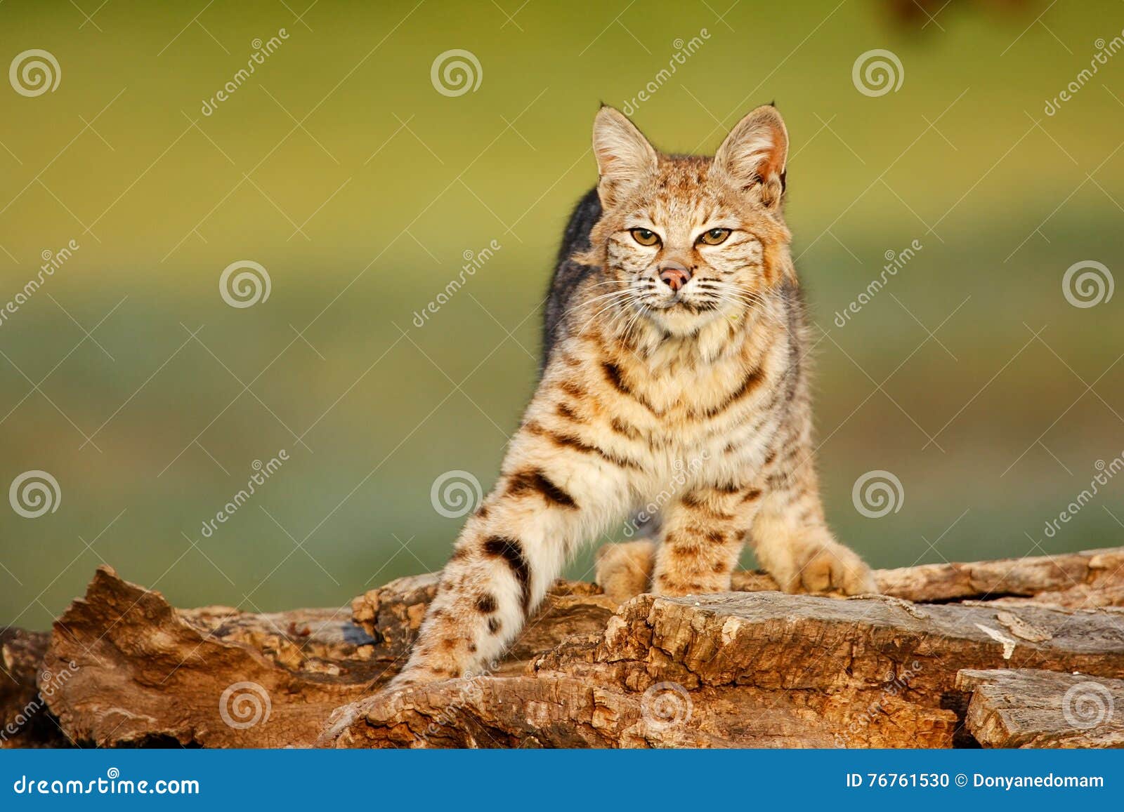 Bobcat standing on a log stock photo. Image of rufus - 76761530
