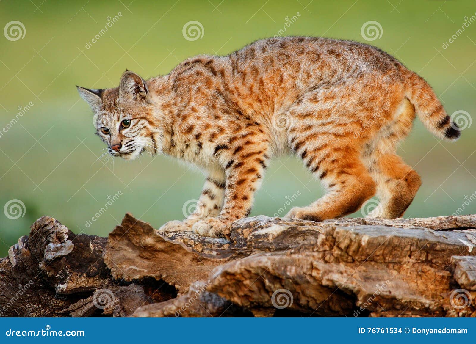 Bobcat standing on a log stock photo. Image of predator - 76761534