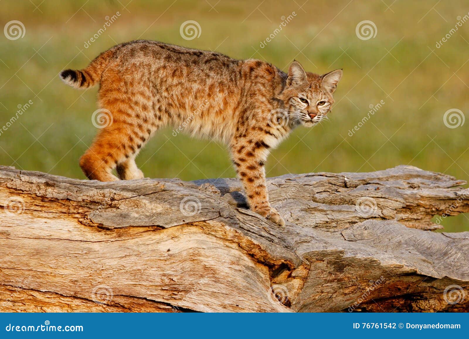 Bobcat standing on a log stock photo. Image of cute, mammal - 76761542