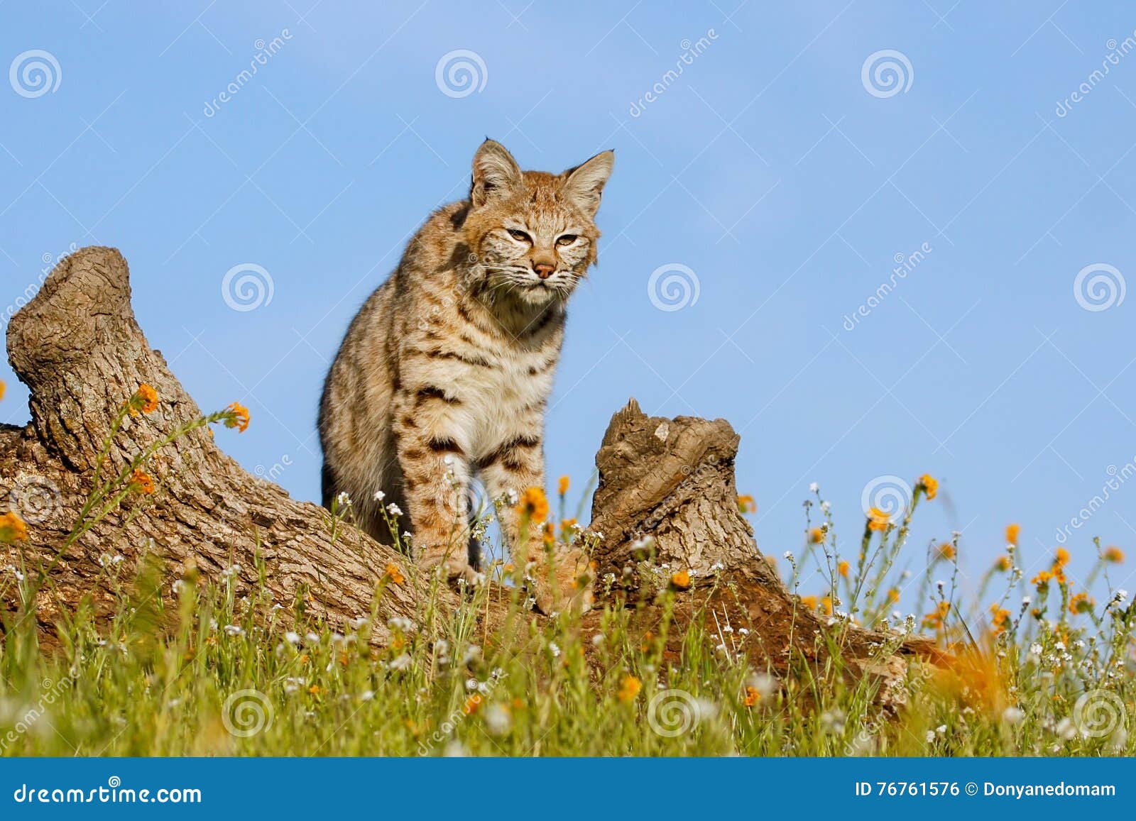 Bobcat standing on a log stock photo. Image of carnivore - 76761576