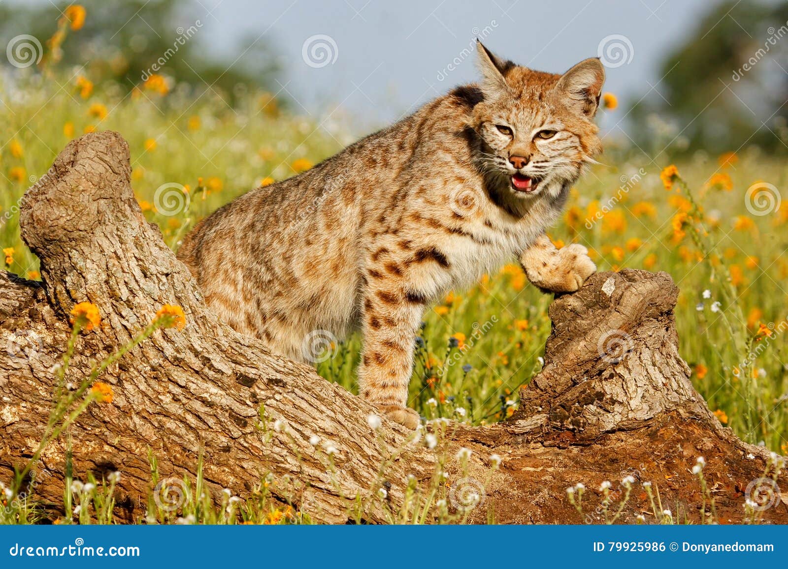 Bobcat standing on a log stock photo. Image of animal - 79925986