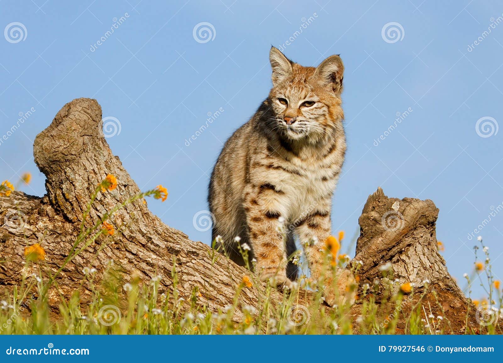 Bobcat standing on a log stock photo. Image of flower - 79927546