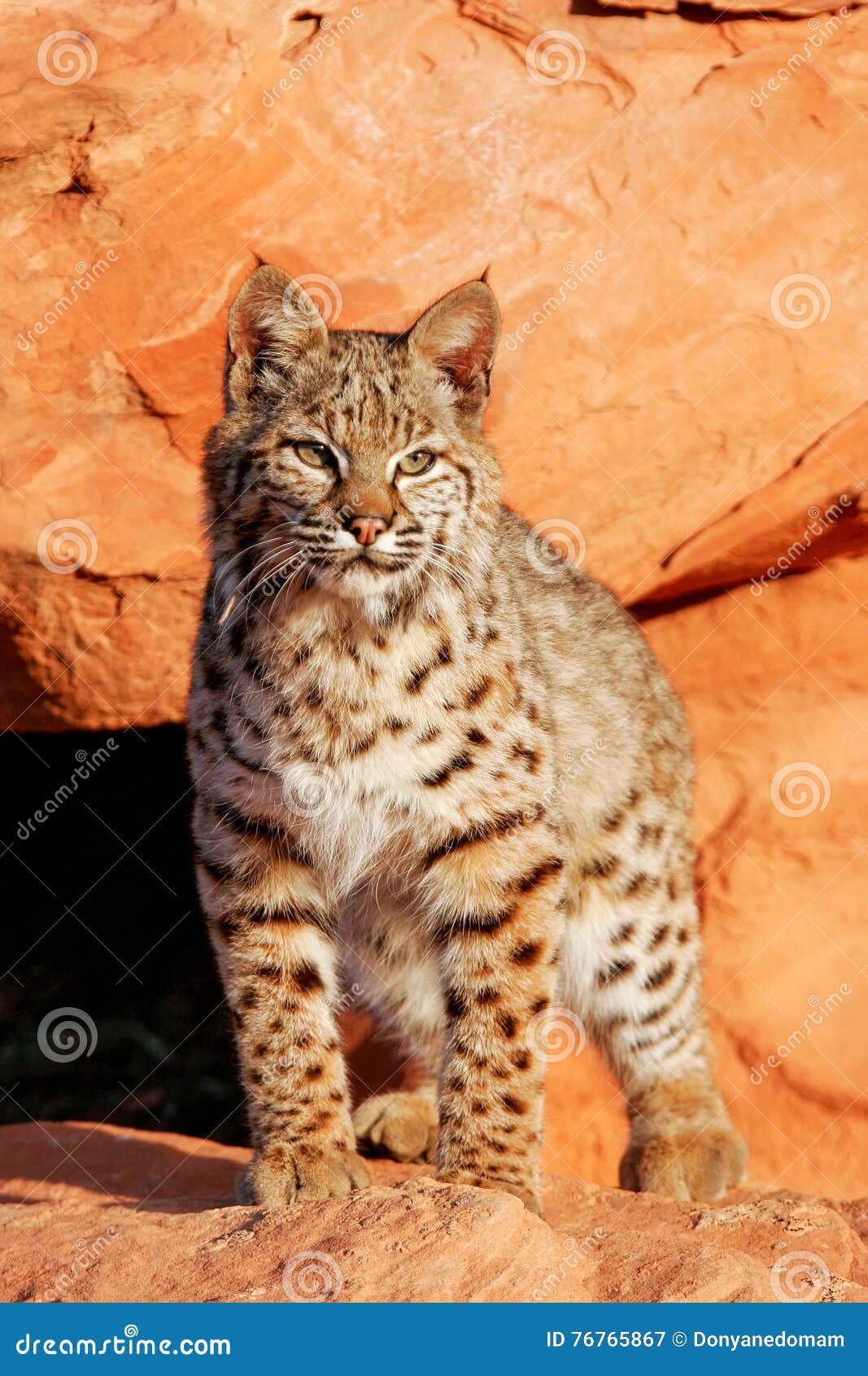 Bobcat Standing on Red Rocks Stock Image - Image of stone, rock: 76765867