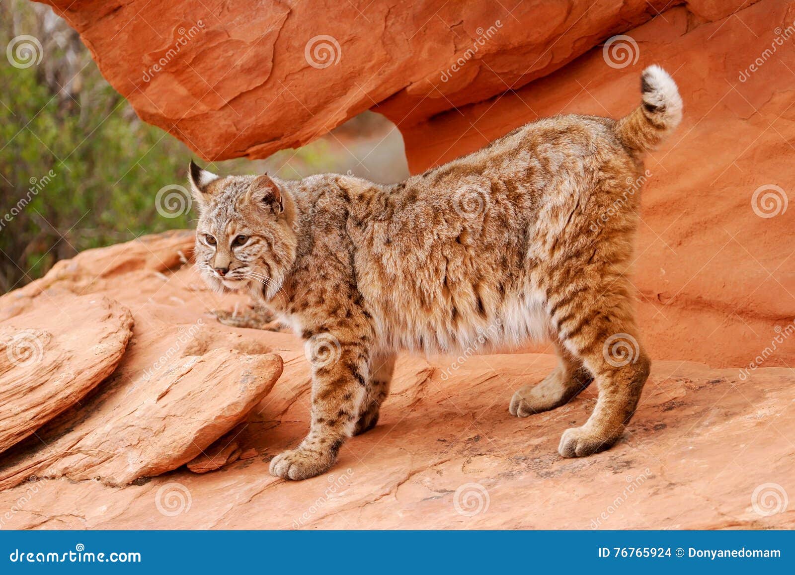 Bobcat Standing on Red Rocks Stock Photo - Image of animal, rock: 76765924