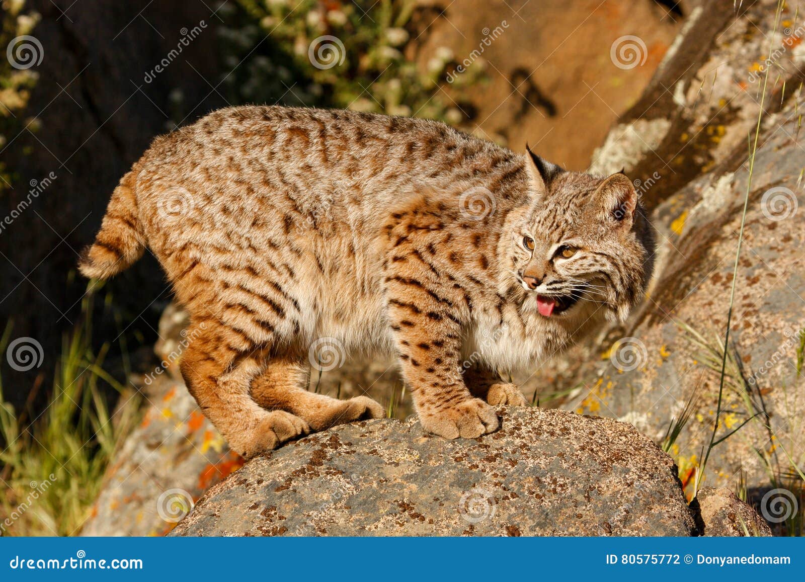 Bobcat standing on a rock stock photo. Image of stone - 80575772