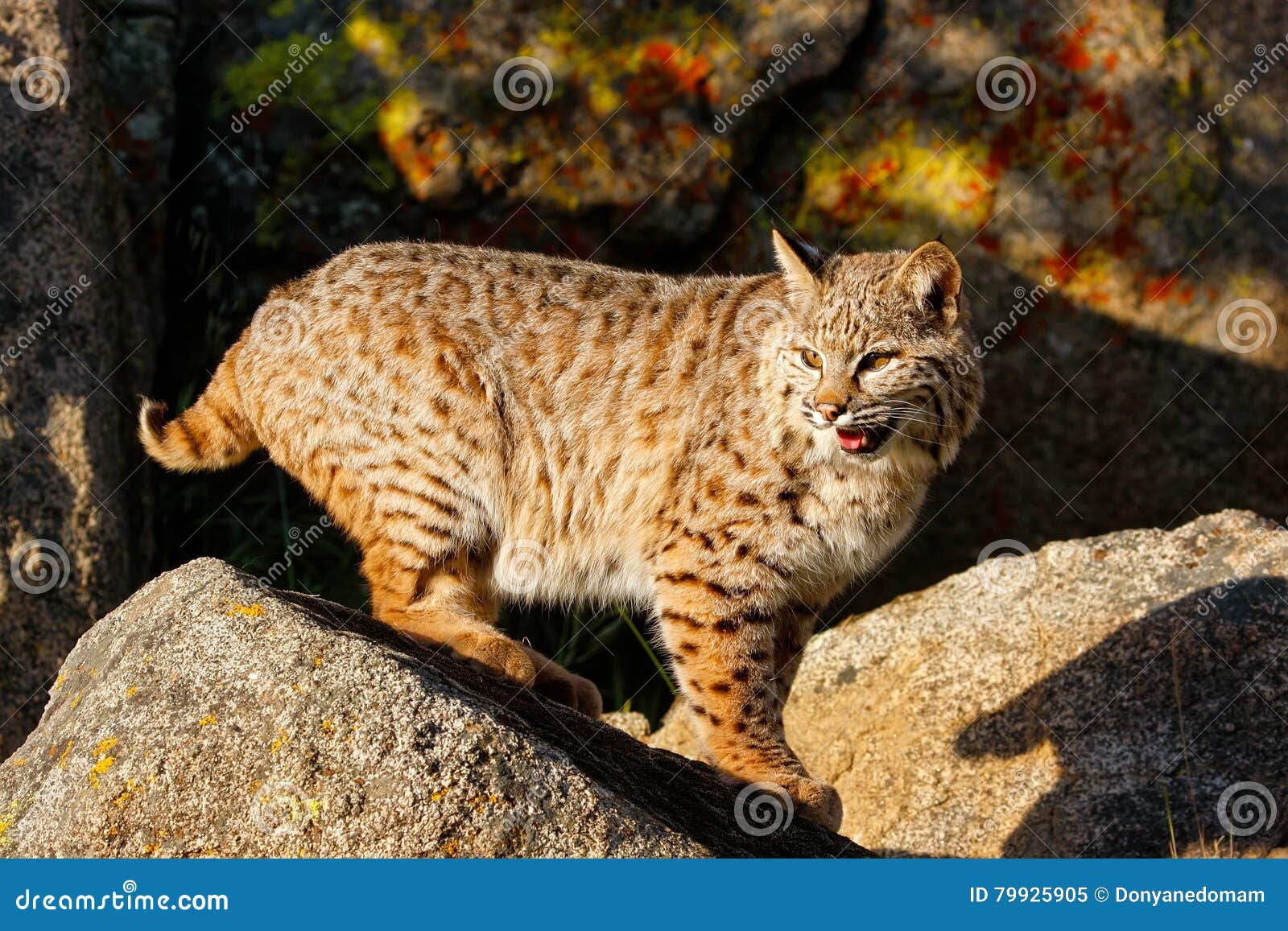 Bobcat standing on a rock stock image. Image of fauna - 79925905