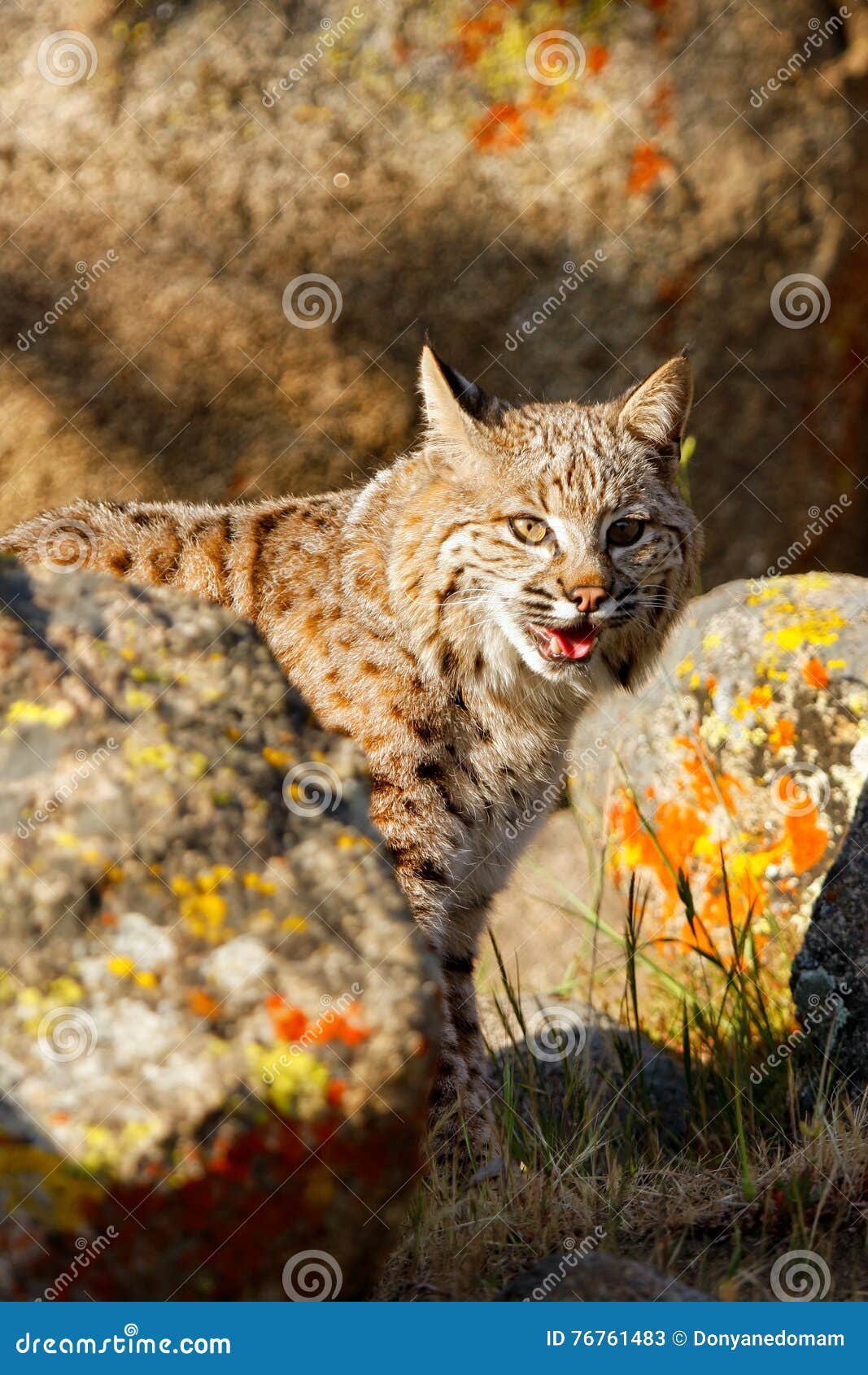 Bobcat standing by rocks stock image. Image of predator - 76761483