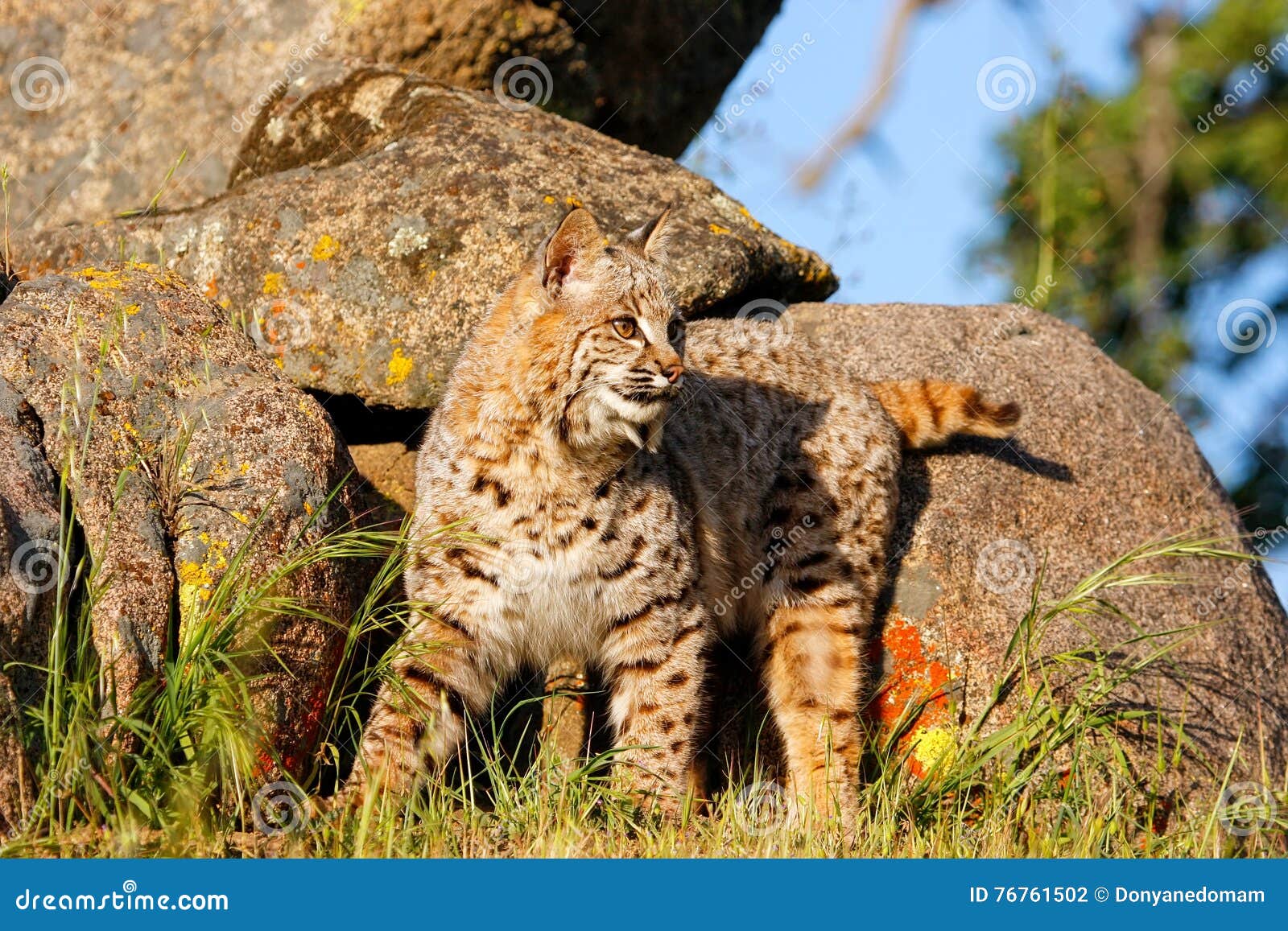 Bobcat standing by rocks stock photo. Image of united - 76761502