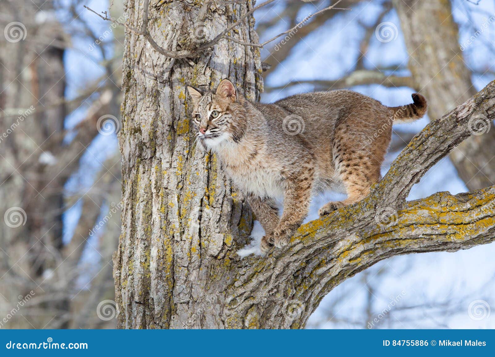 Bobcat Standing Under A Tree Branch Royalty-Free Stock Image ...