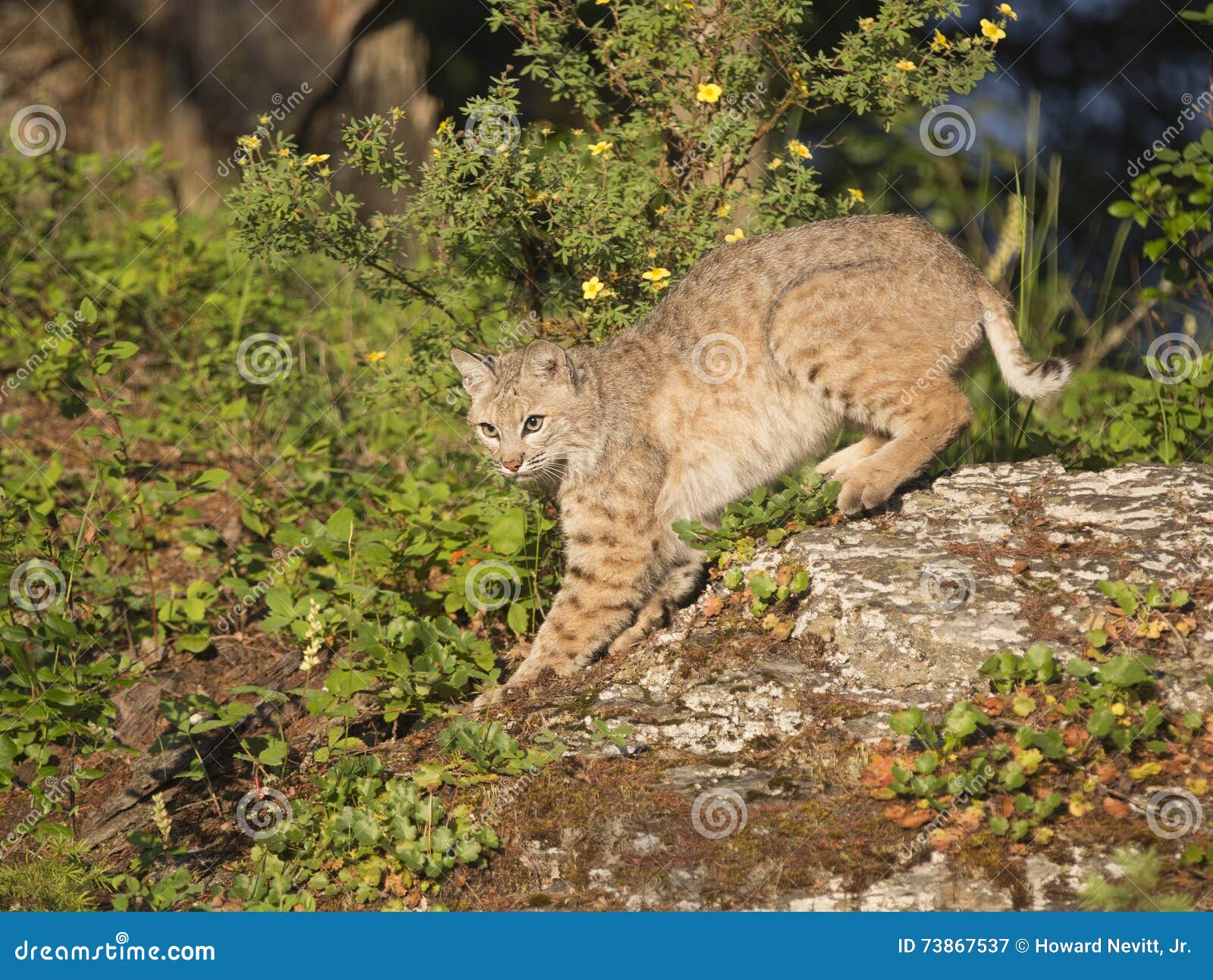 Bobcat Striking a Pose on a Rock Stock Image - Image of prowling, pose ...