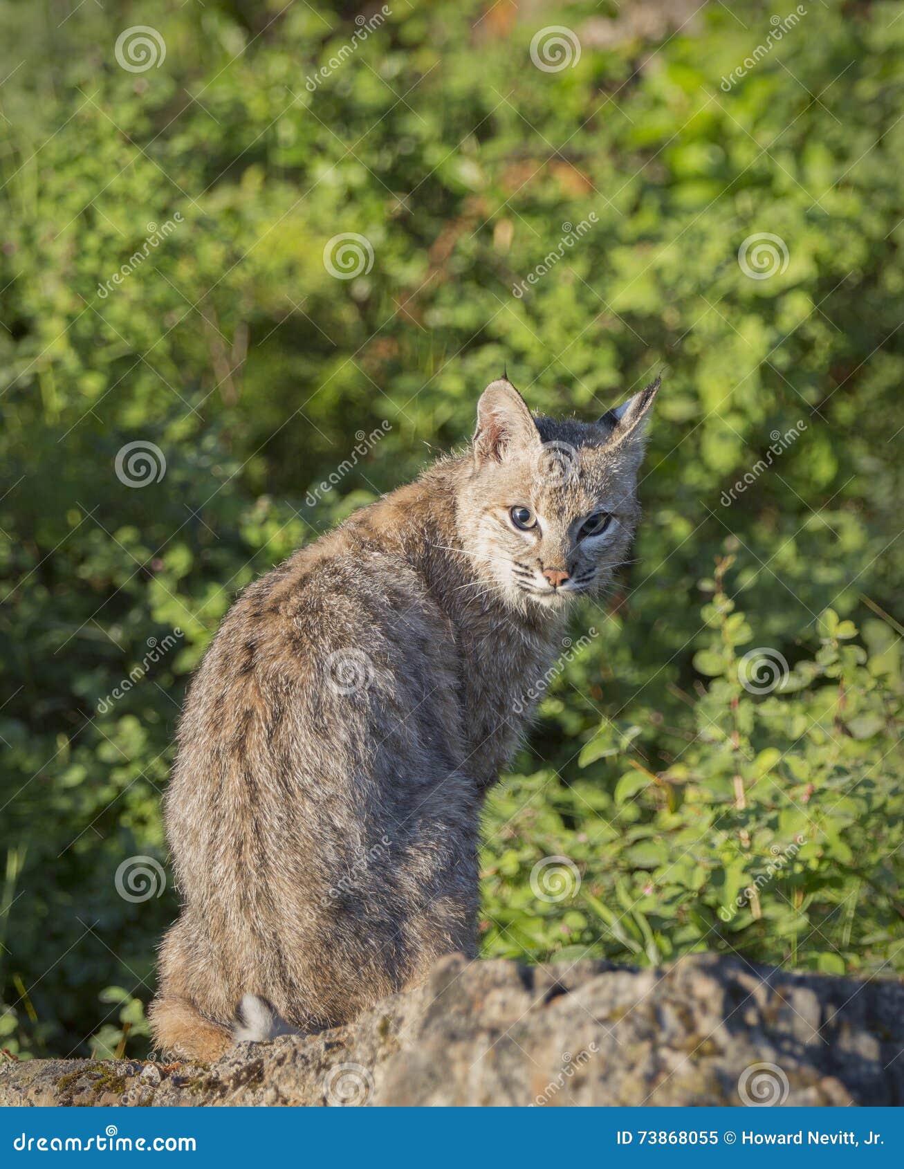 Bobcat Striking a Pose on a Rock Stock Image - Image of cougar ...