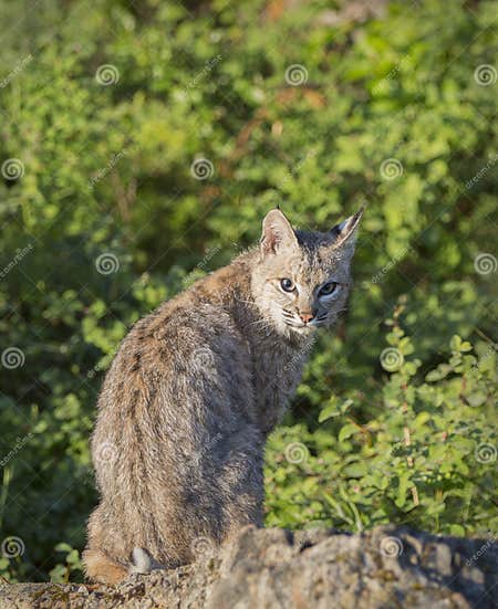 Bobcat Striking a Pose on a Rock Stock Image - Image of cougar ...