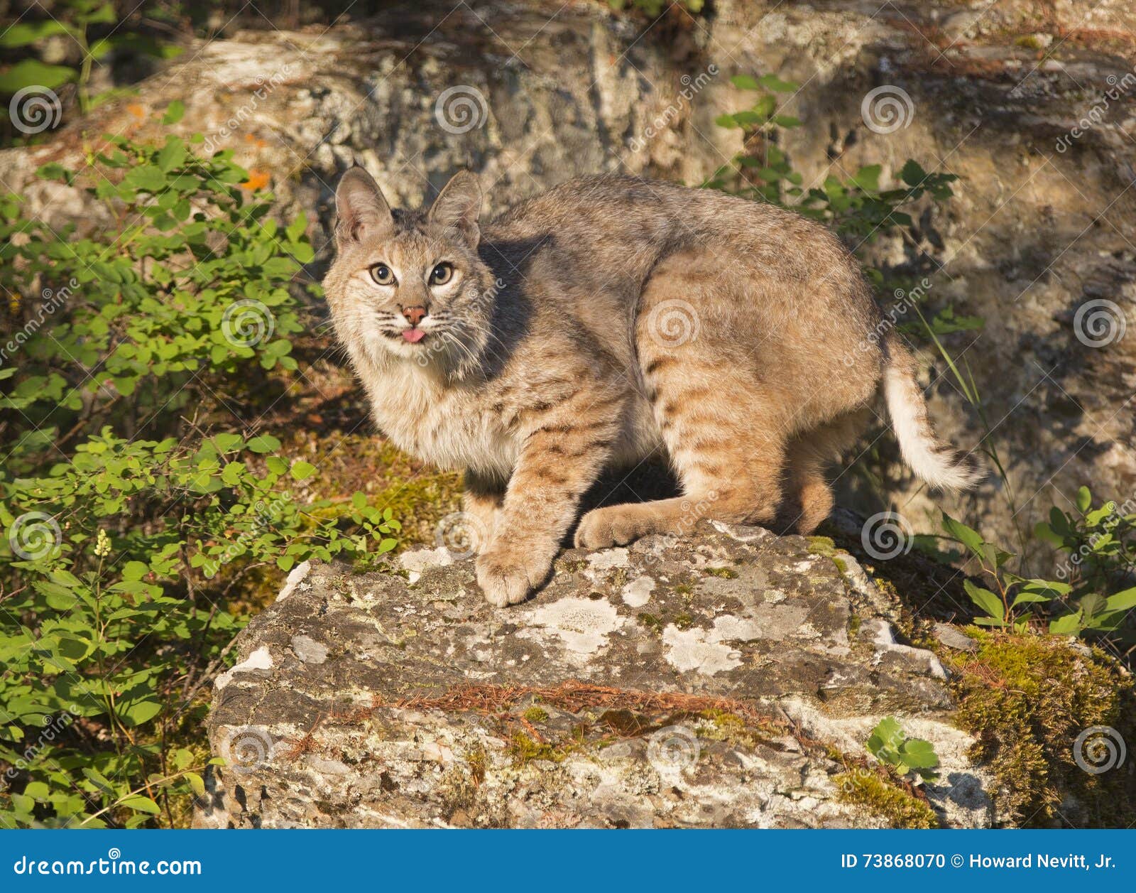 Bobcat Striking a Pose on a Rock Stock Photo - Image of habitat, lynx ...
