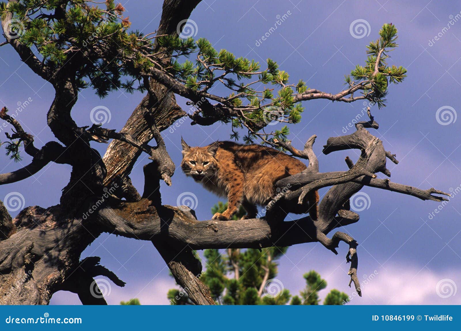 Bobcat in Tree stock image. Image of nature, wildlife - 10846199