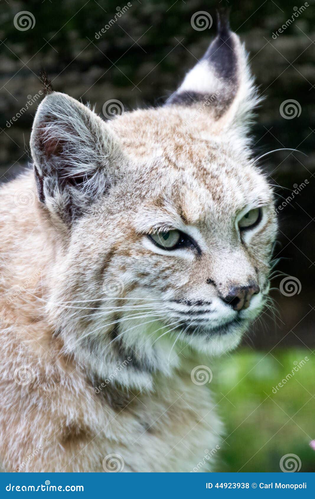 Bobcat stock photo. Image of prey, furry, fuzzy, whiskers - 44923938
